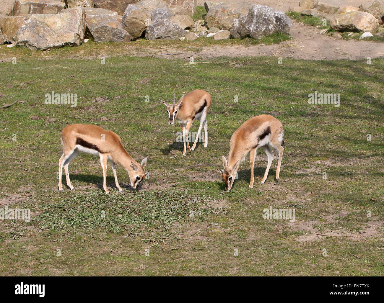 Female East African Thomson's gazelle (Eudorcas thomsonii, Gazella ...