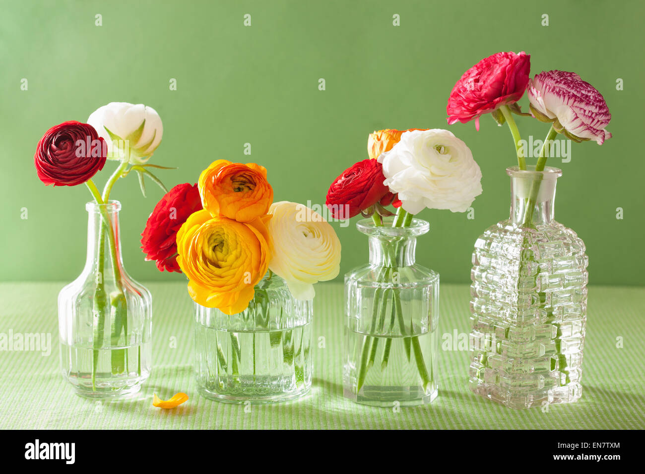 colorful ranunculus flowers in vase over green background Stock Photo ...