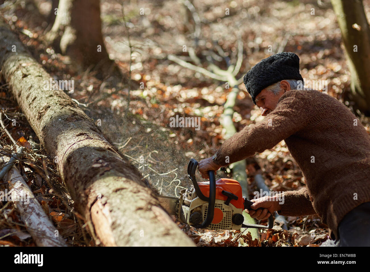 Senior caucasian man woodcutter cutting down trees with chainsaw Stock ...