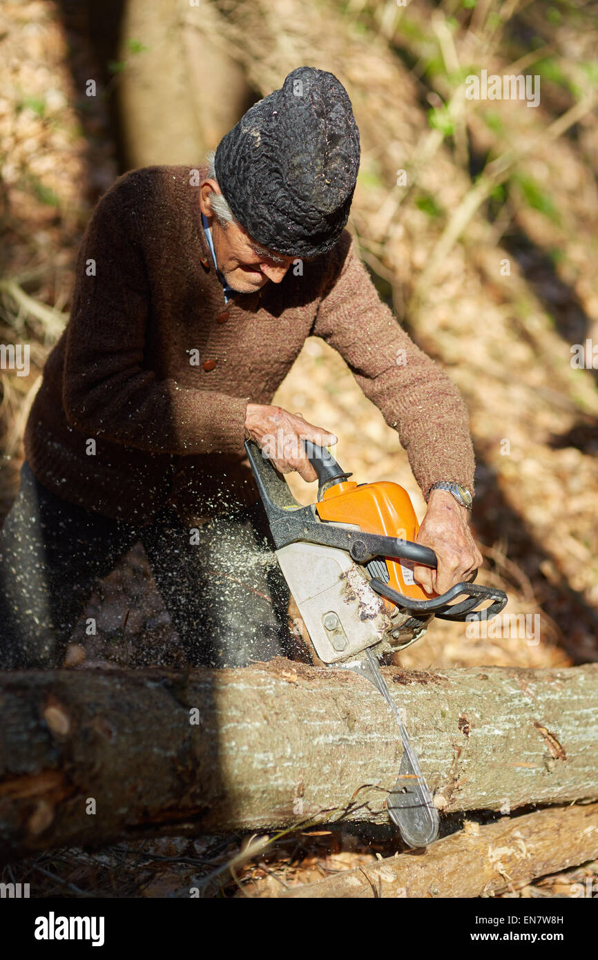 Senior caucasian man woodcutter cutting down trees with chainsaw Stock ...