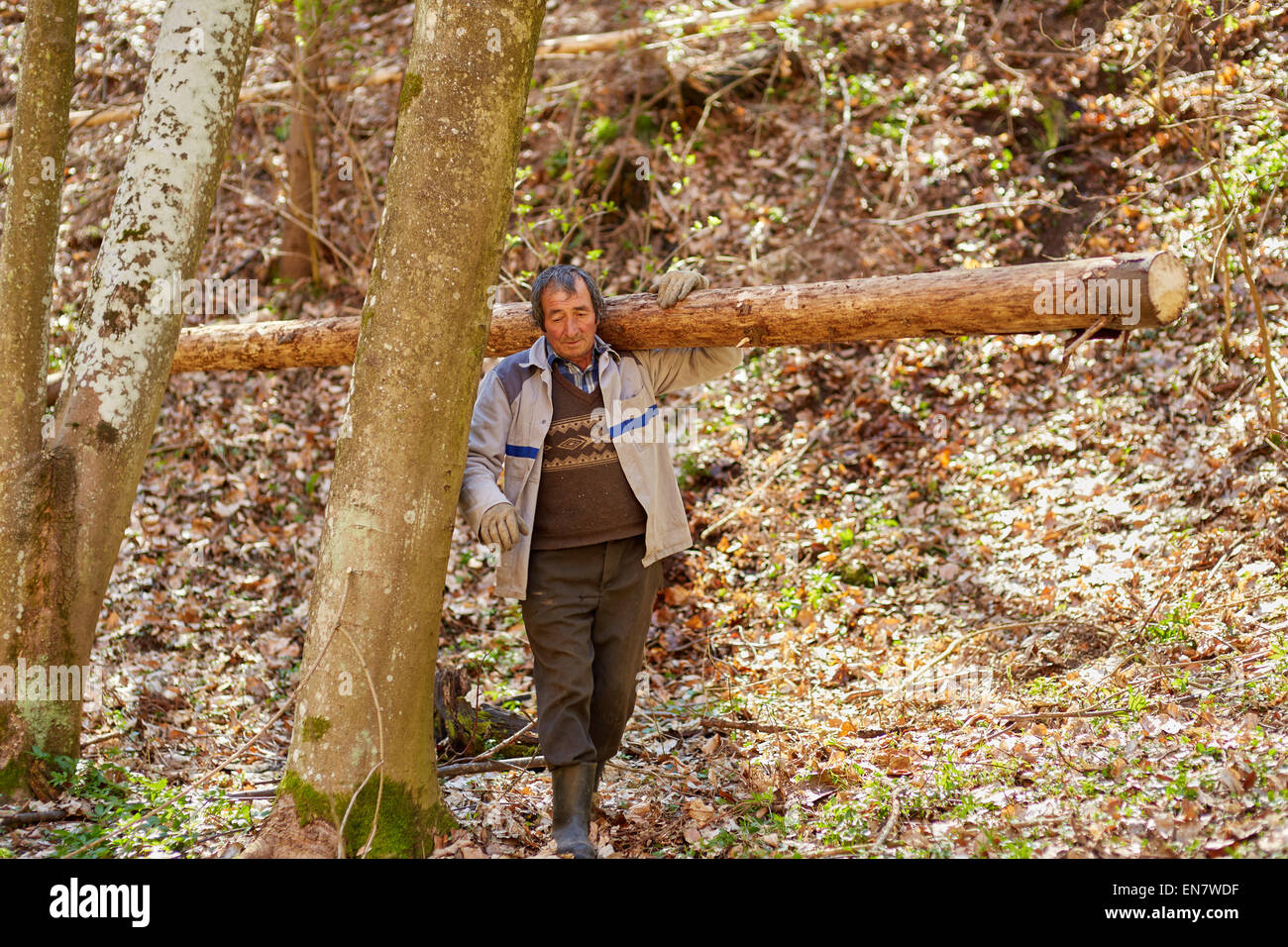 Strong senior woodcutter carrying a log on his shoulder Stock Photo - Alamy
