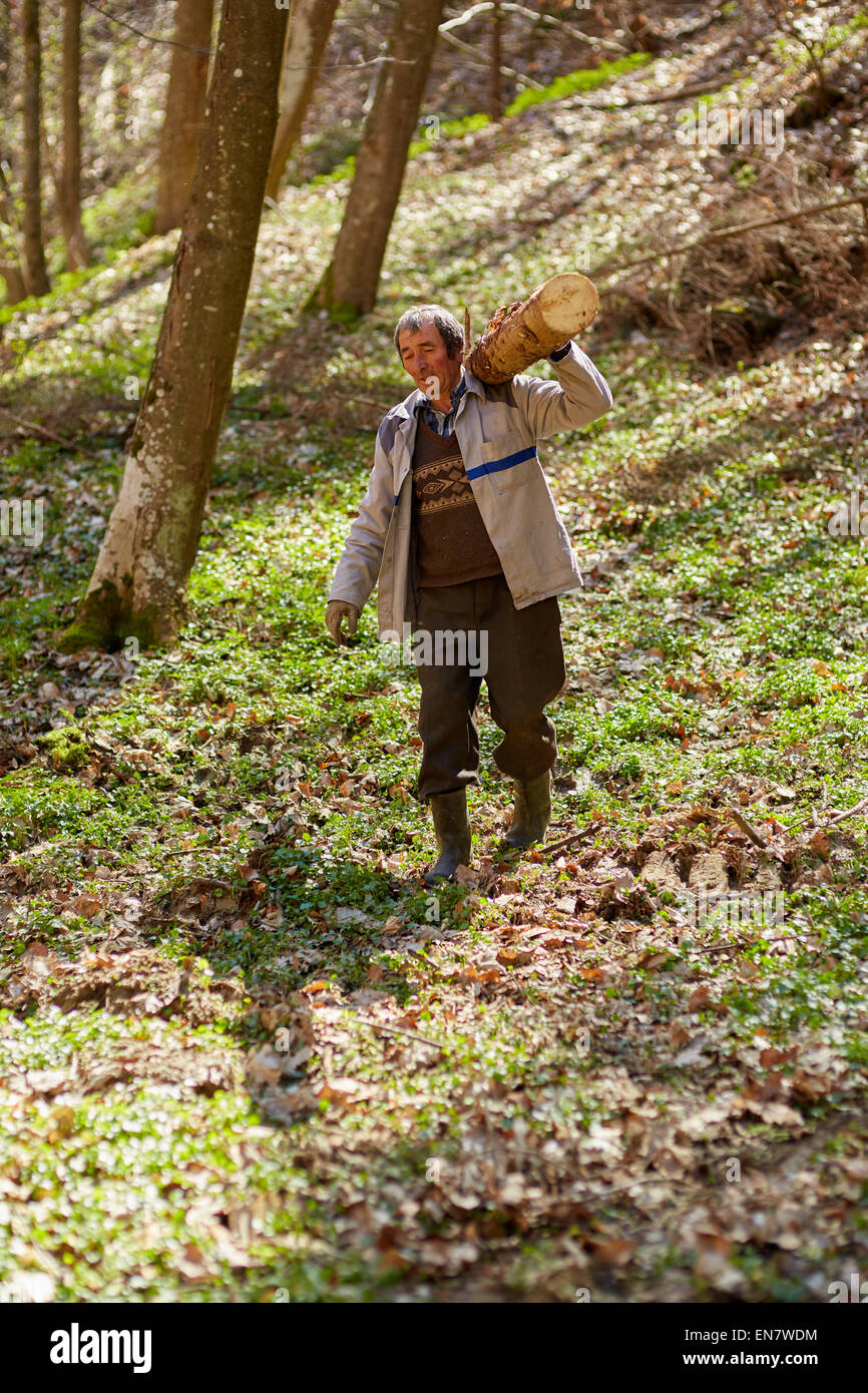 Strong senior woodcutter carrying a log on his shoulder Stock Photo - Alamy