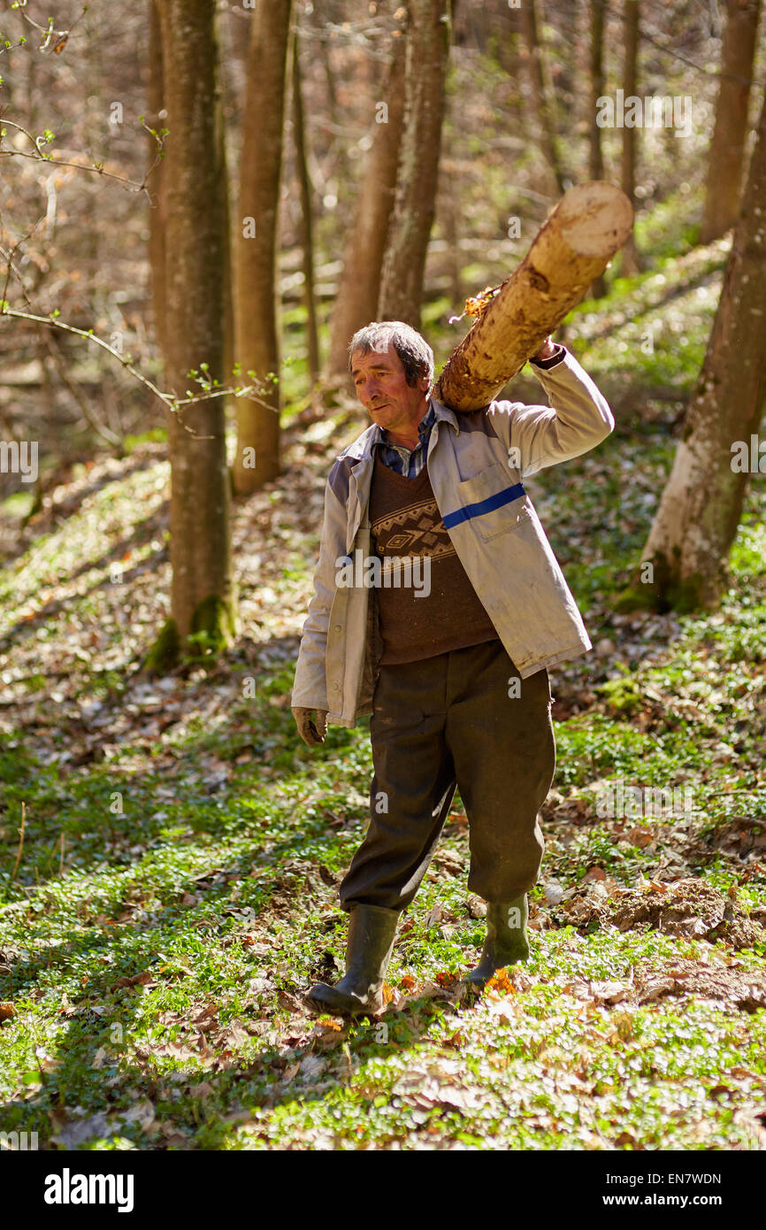 Strong senior woodcutter carrying a log on his shoulder Stock Photo - Alamy