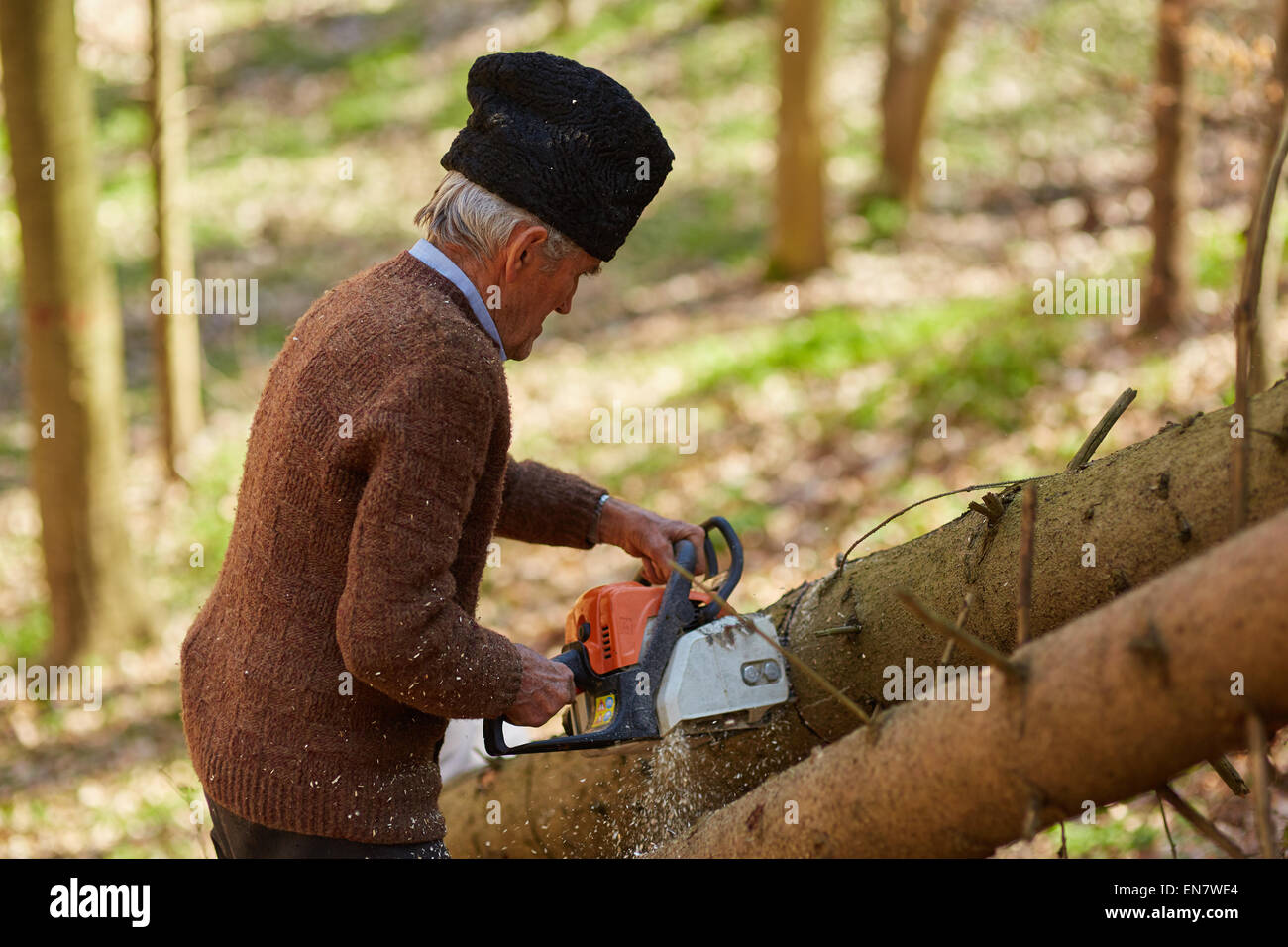 Senior caucasian man woodcutter cutting down trees with chainsaw Stock ...