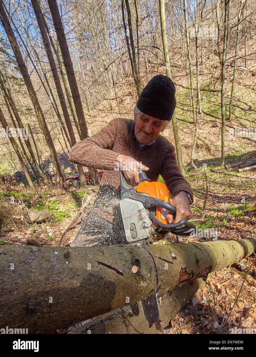 Senior caucasian man woodcutter cutting down trees with chainsaw Stock ...