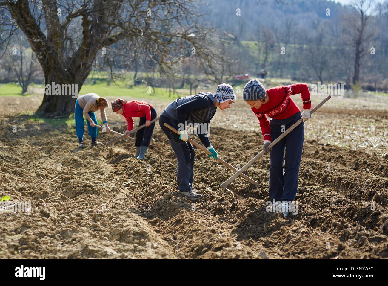 People sowing potato tubers into the plowed soil Stock Photo - Alamy