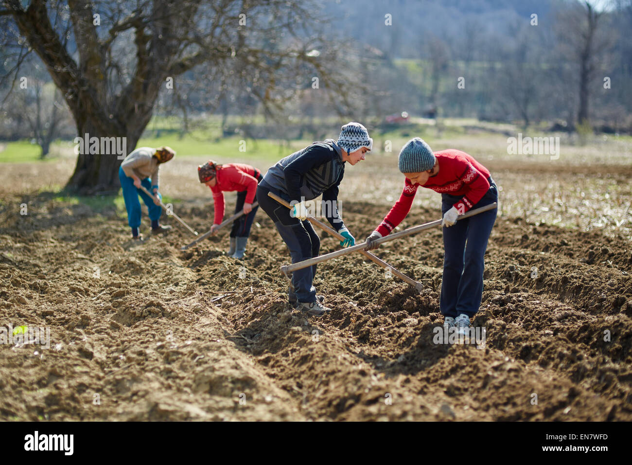 People sowing potato tubers into the plowed soil Stock Photo - Alamy