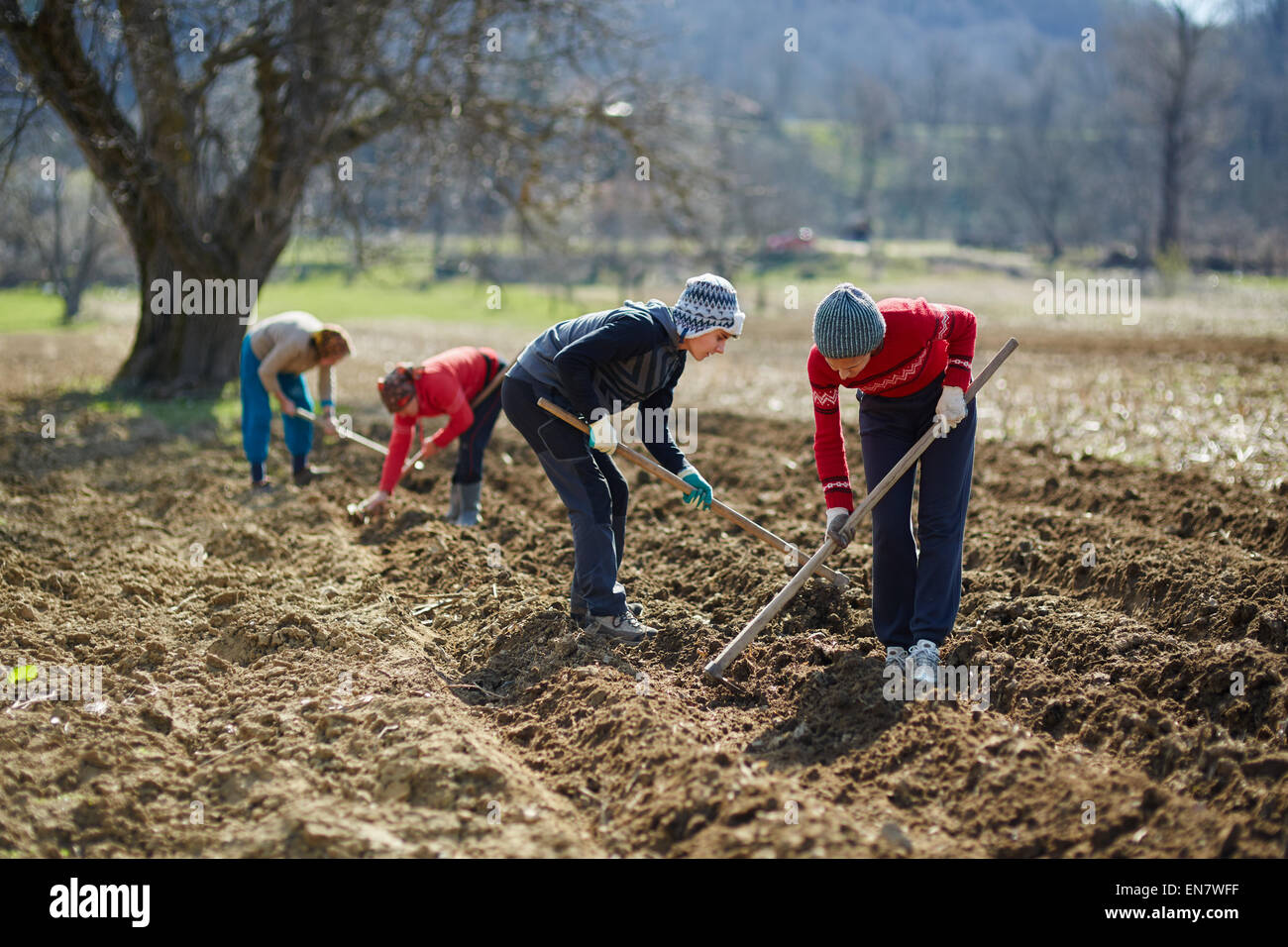 People sowing potato tubers into the plowed soil Stock Photo - Alamy