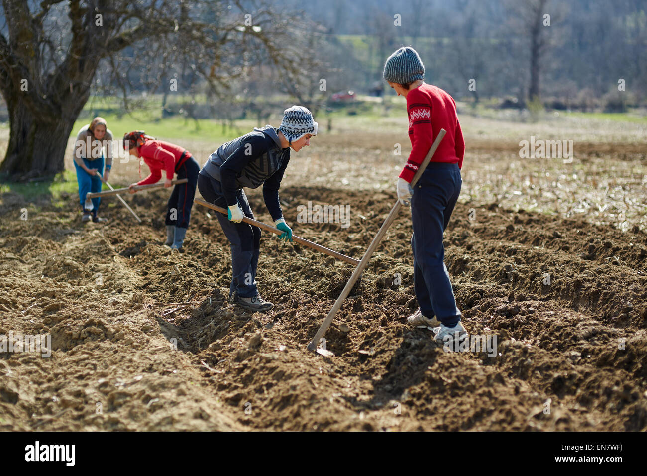 People sowing potato tubers into the plowed soil Stock Photo - Alamy
