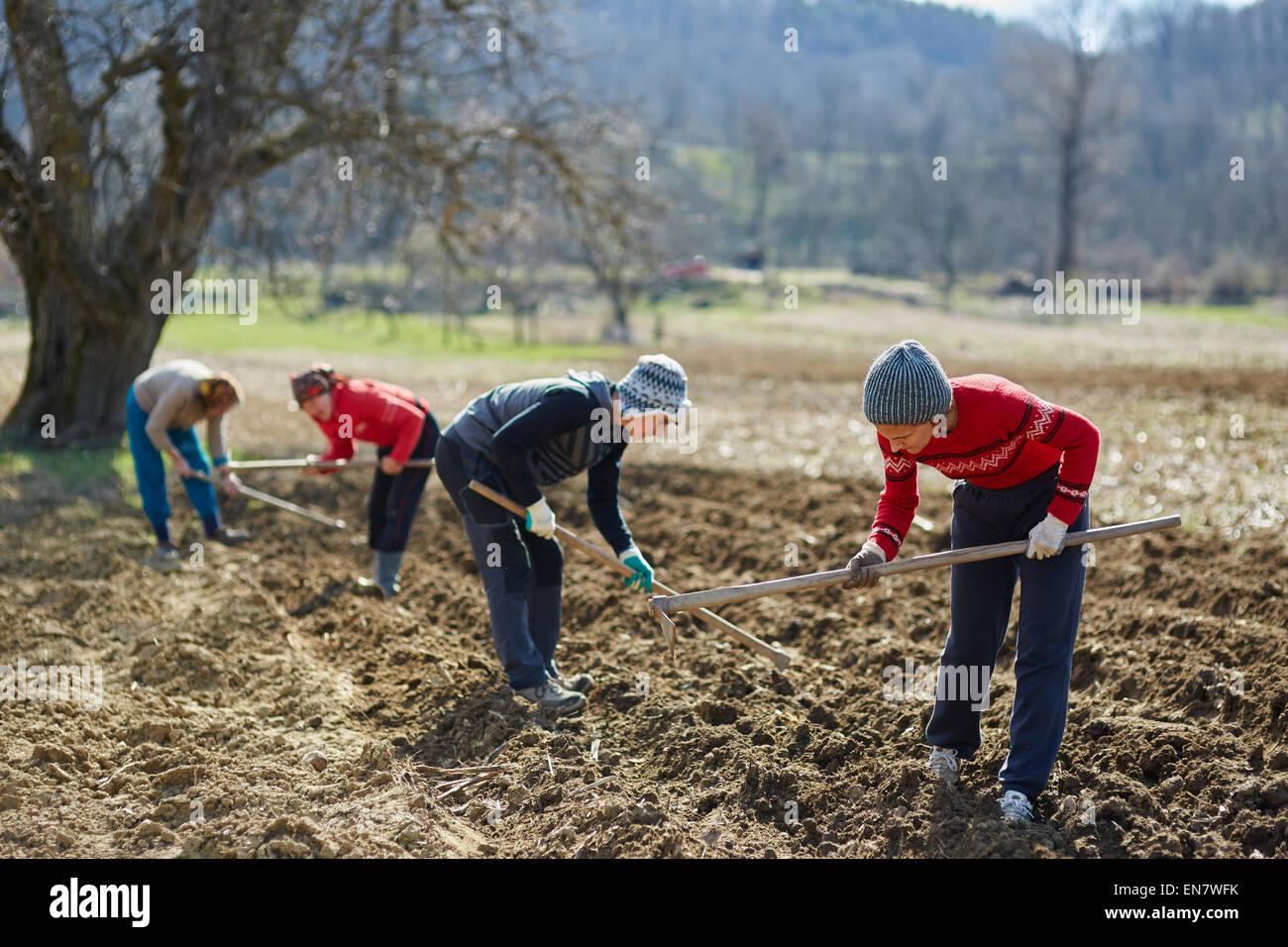 People sowing potato tubers into the plowed soil Stock Photo - Alamy