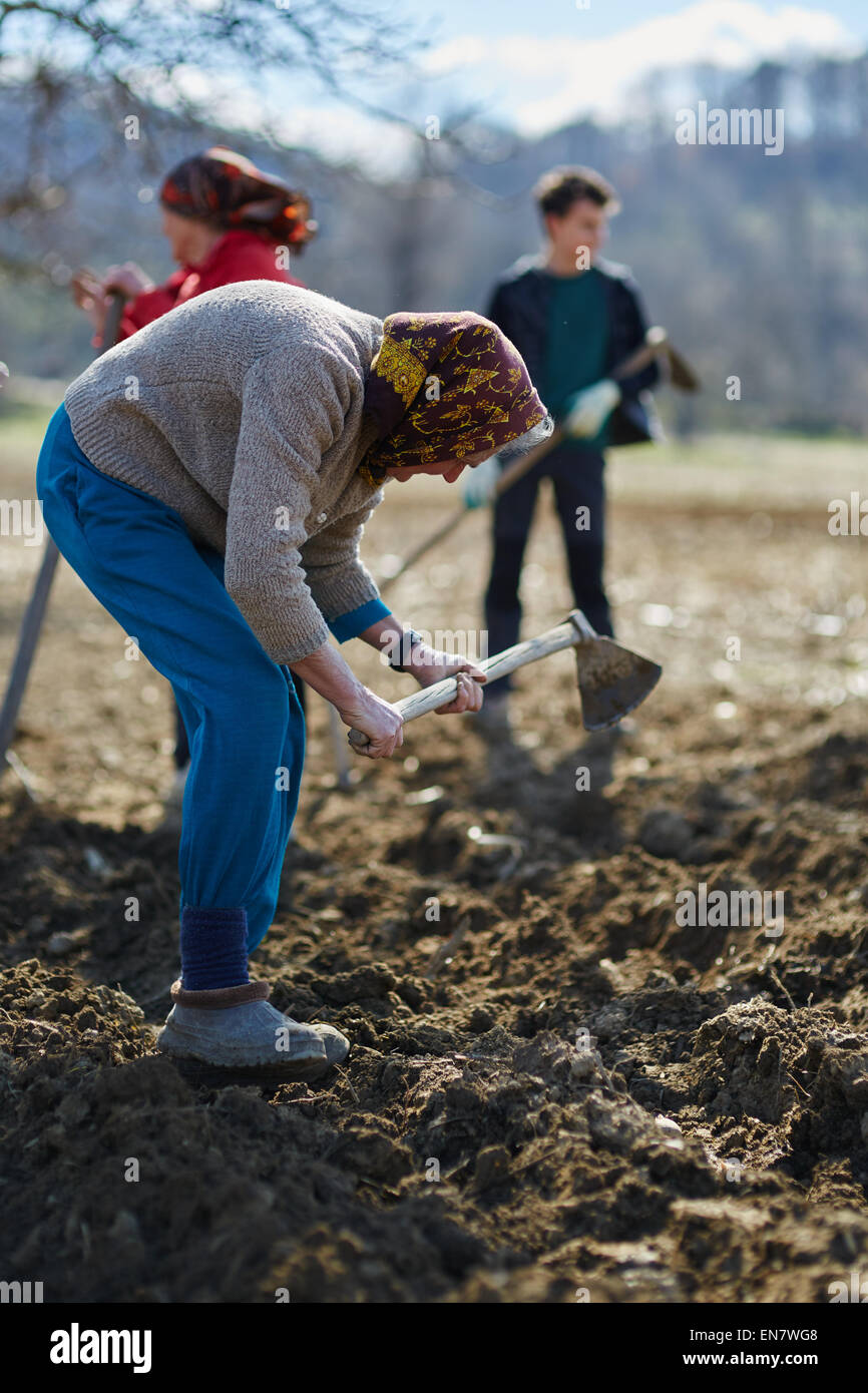 People sowing potato tubers into the plowed soil Stock Photo - Alamy