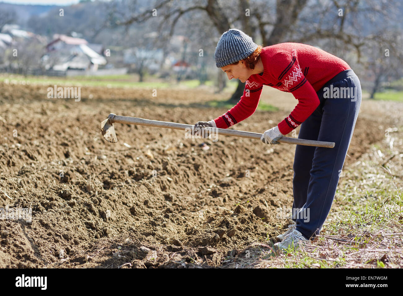 Woman sowing potato tubers into the plowed soil Stock Photo - Alamy