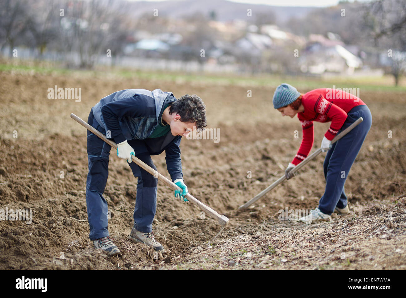 People sowing potato tubers into the plowed soil Stock Photo - Alamy