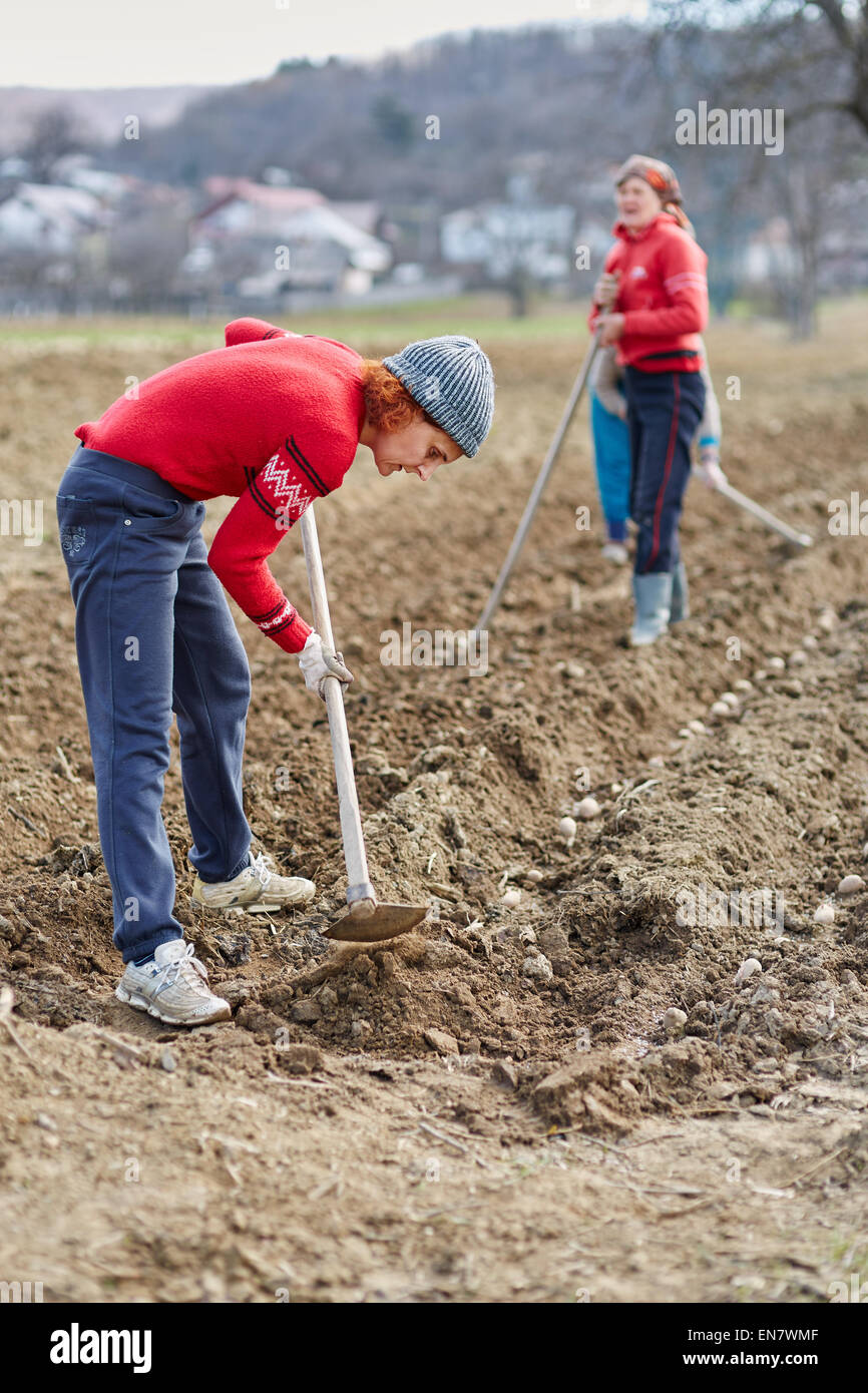 People sowing potato tubers into the plowed soil Stock Photo - Alamy