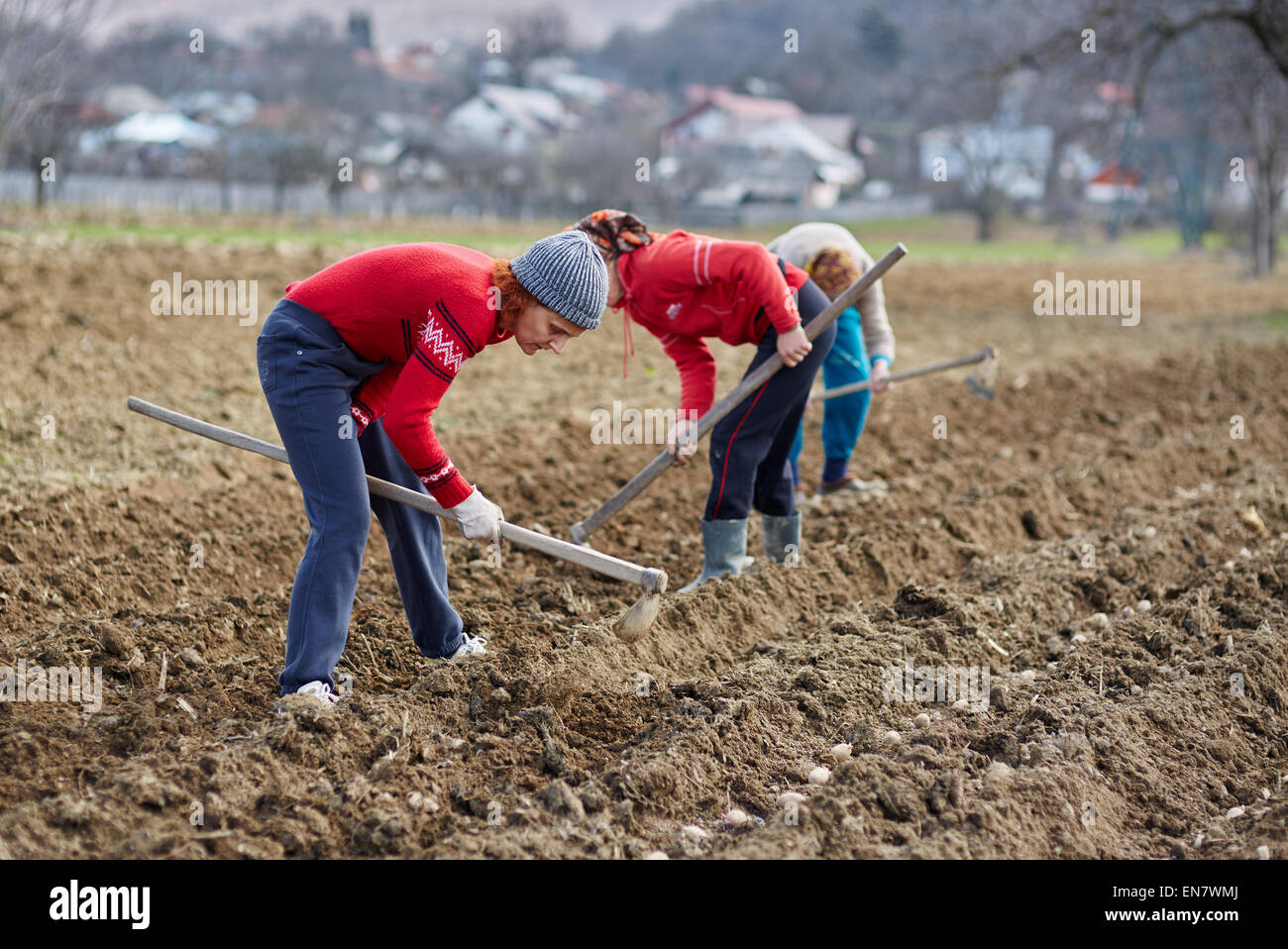 People sowing potato tubers into the plowed soil Stock Photo - Alamy