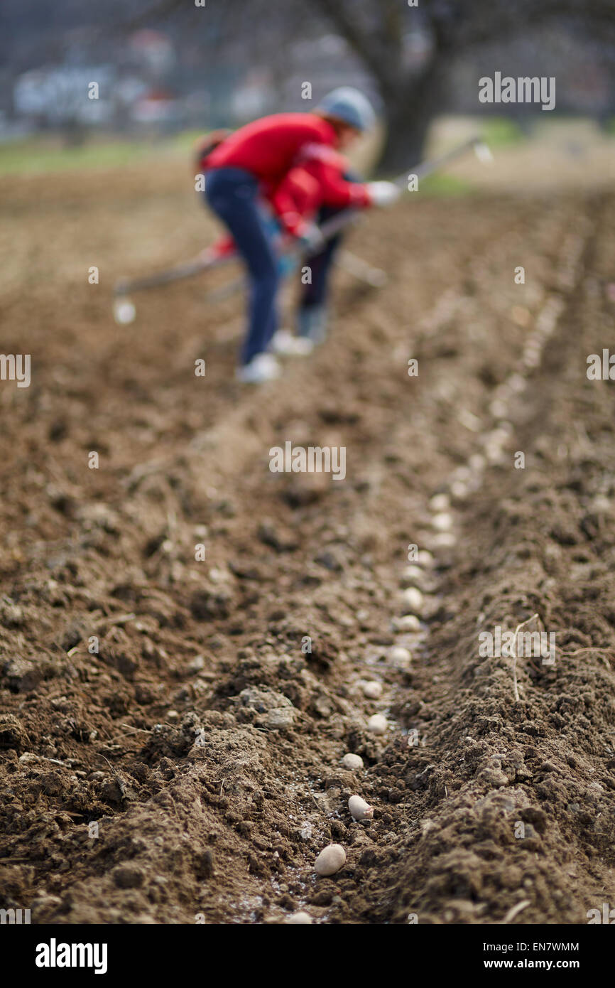 People sowing potato tubers into the plowed soil Stock Photo - Alamy