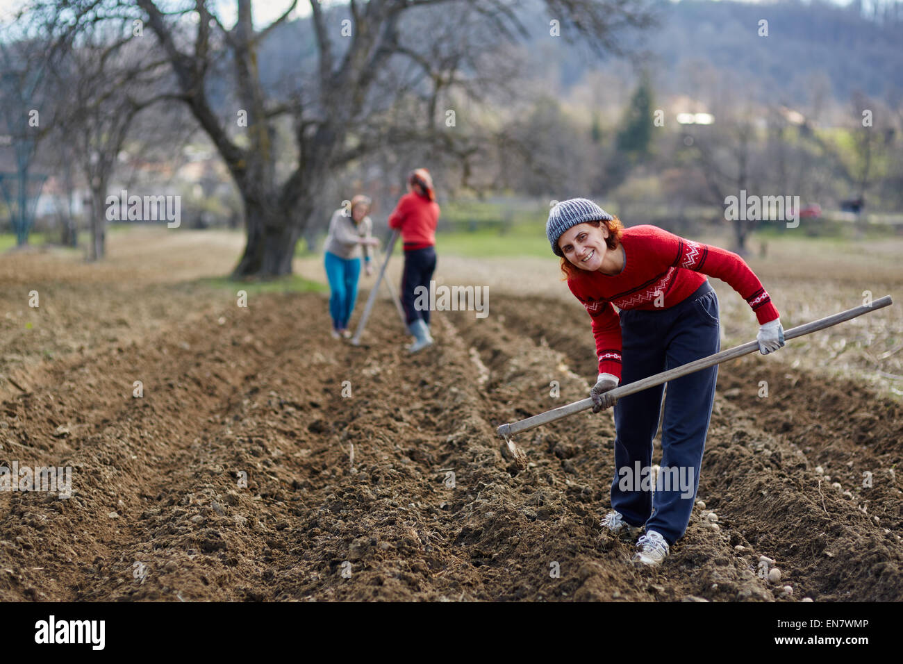 People sowing potato tubers into the plowed soil Stock Photo - Alamy
