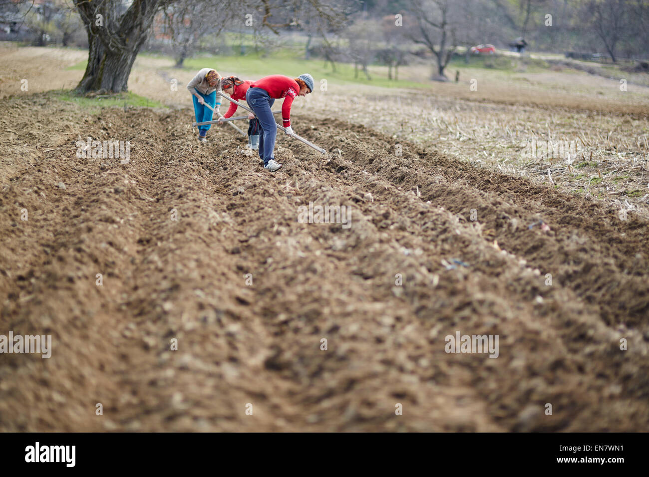 People sowing potato tubers into the plowed soil Stock Photo - Alamy