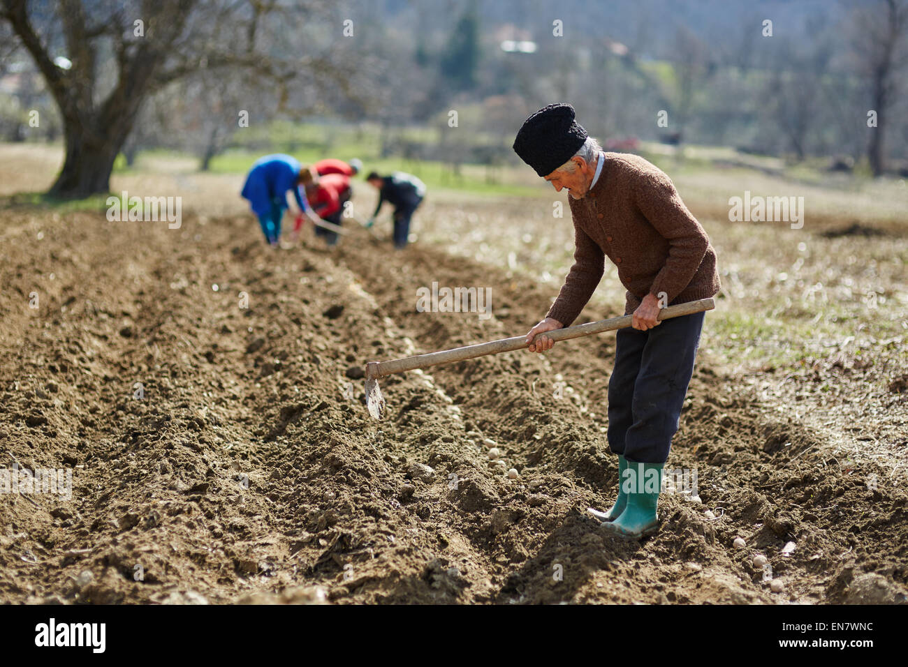People sowing potato tubers into the plowed soil Stock Photo - Alamy