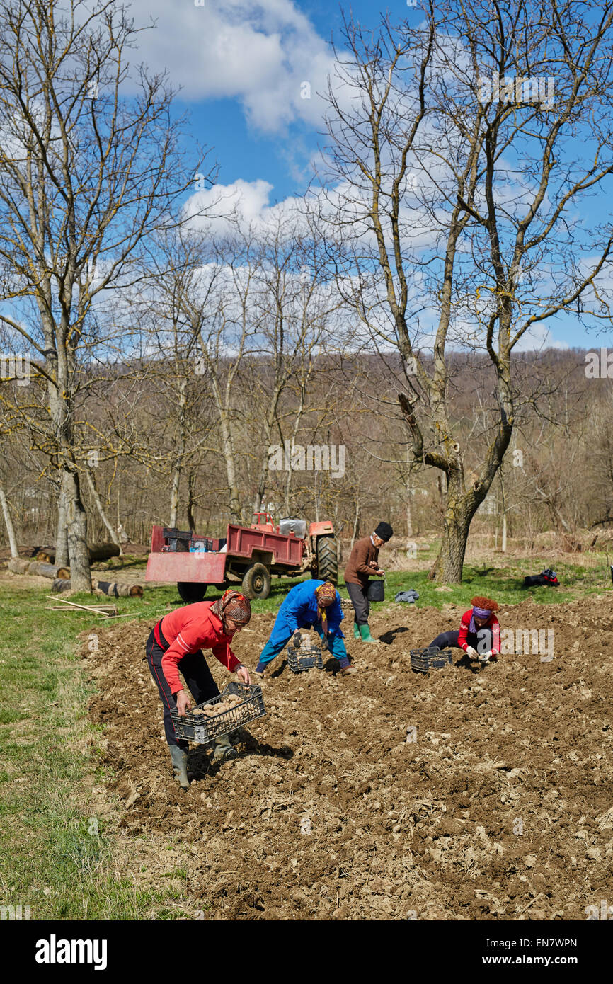 People sowing potato tubers into the plowed soil Stock Photo - Alamy