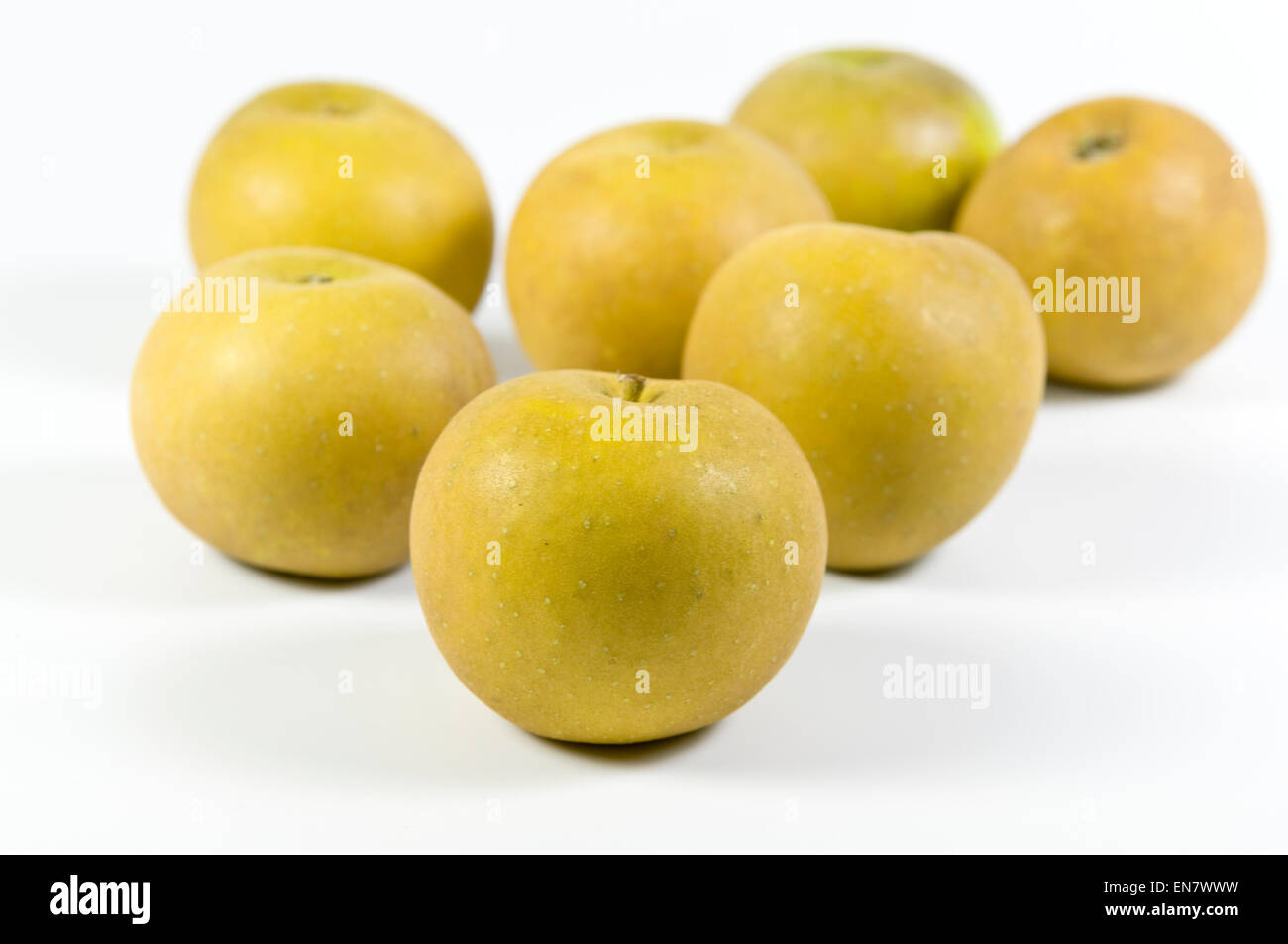 English russet Cut Out Stock Images & Pictures - Alamy
