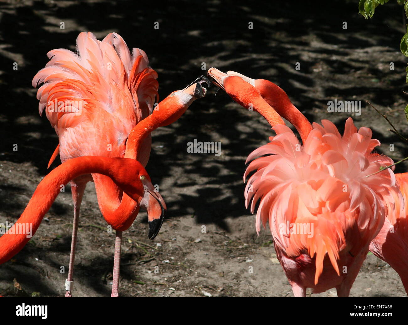 Rode flamingo hi-res stock photography and images - Alamy