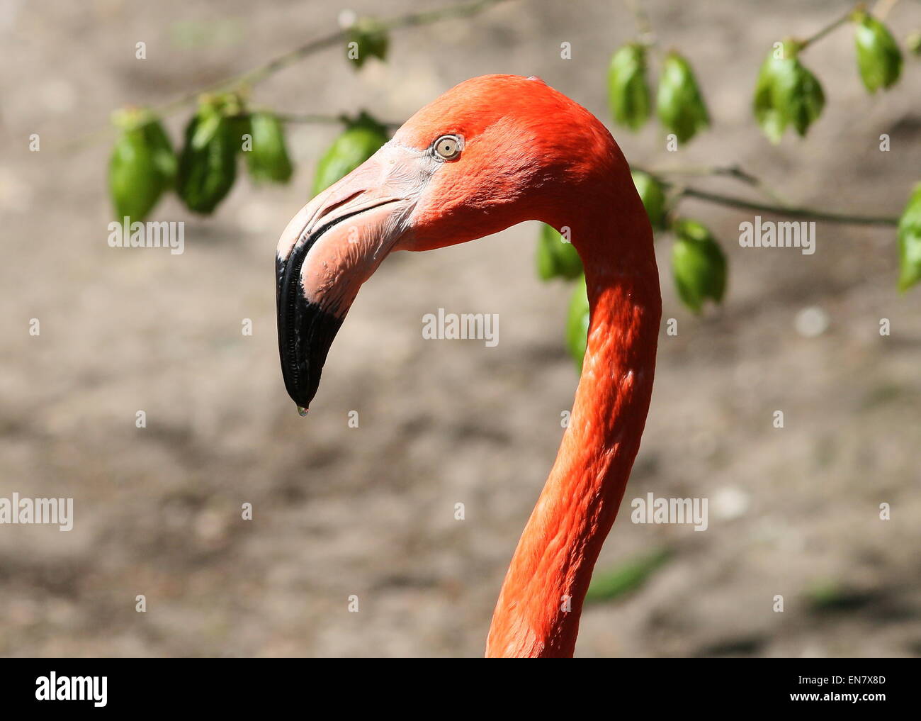 Rode flamingo hi-res stock photography and images - Alamy