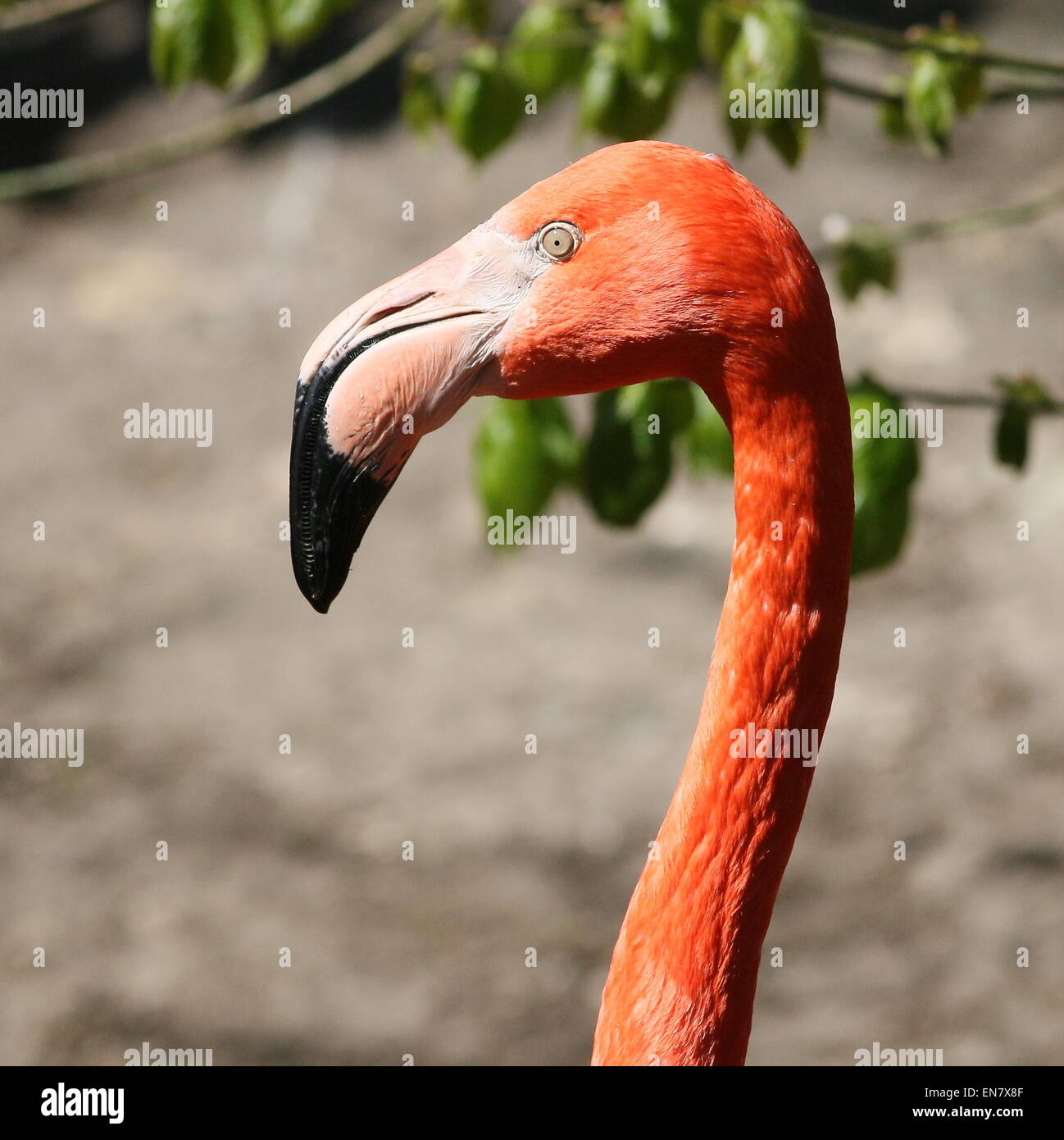 Rode flamingo hi-res stock photography and images - Alamy