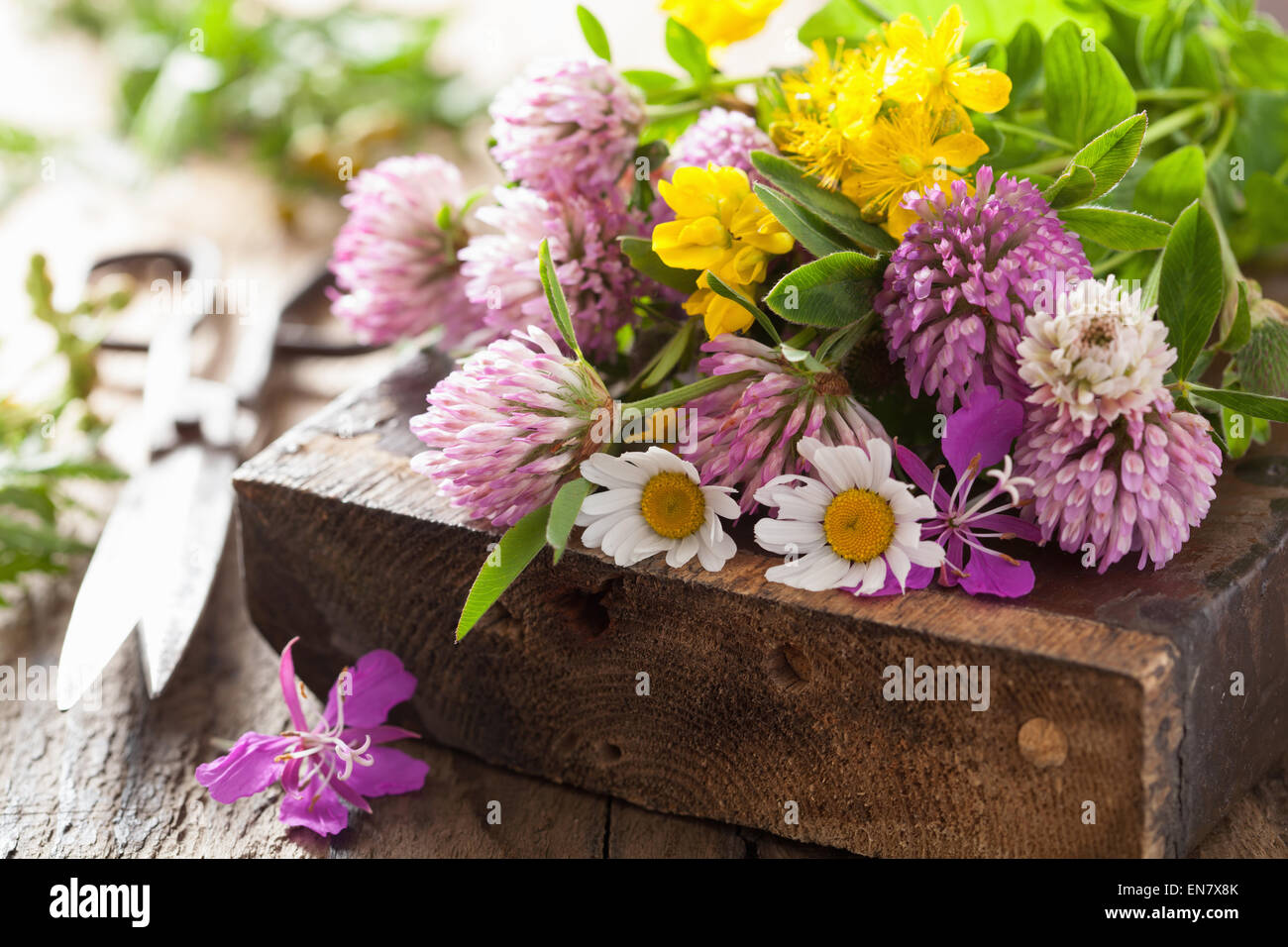 colorful medical flowers and herbs Stock Photo - Alamy