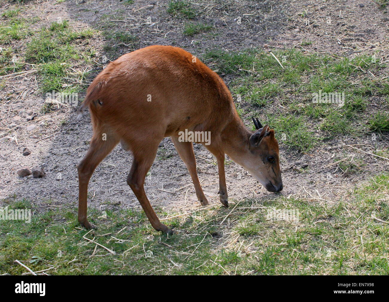 Grazing Red forest duiker or Natal duiker antelope (Cephalophus ...