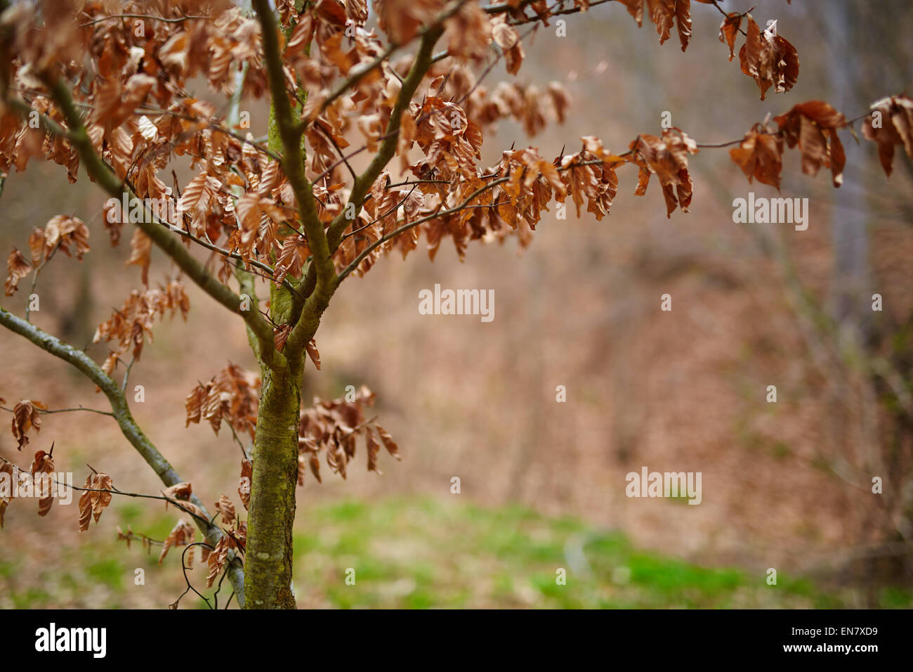 Tree with dead leaves hi-res stock photography and images - Alamy