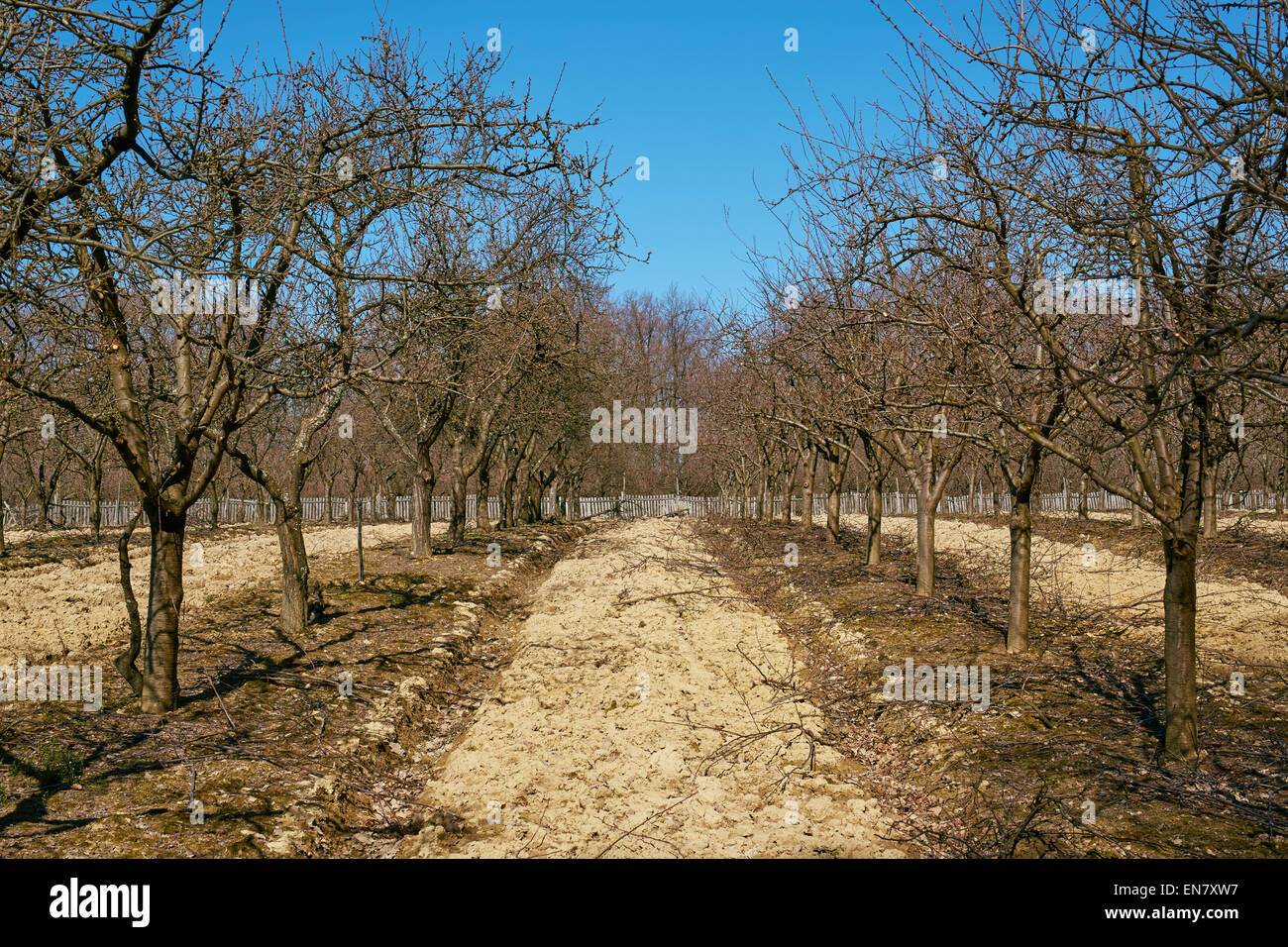 Orchard with plum trees on springtime after the pruning activity Stock ...