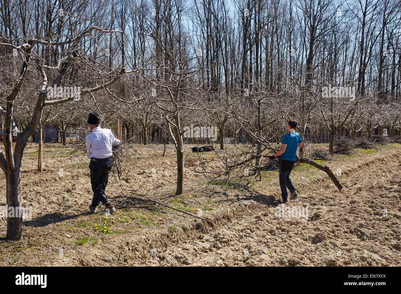 Grandson helps his granpa cleaning the orchard after the pruning ...