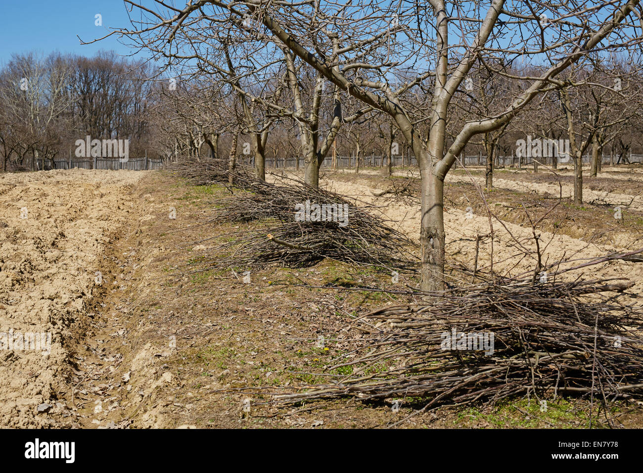 Plum orchard on springtime cleaning with piles of cut branches after ...