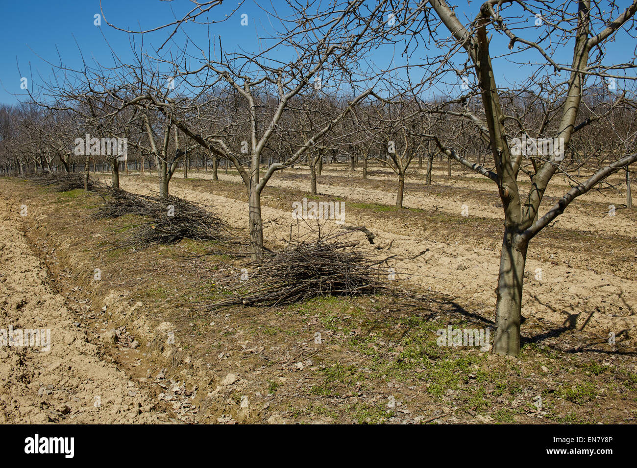 Plum orchard on springtime cleaning with piles of cut branches after ...