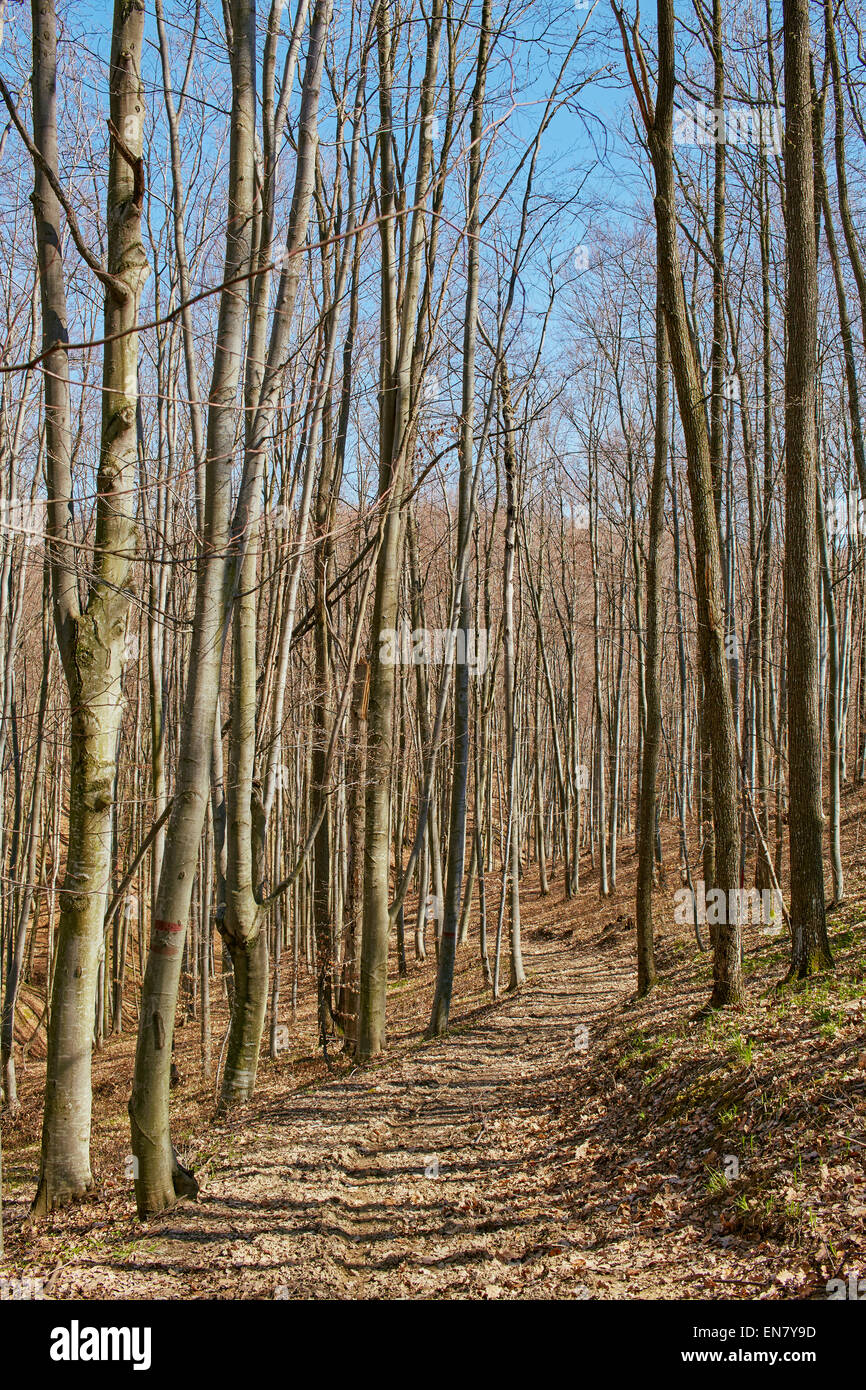 Spring landscape with deciduous forest and fallen leaves in a sunny day ...