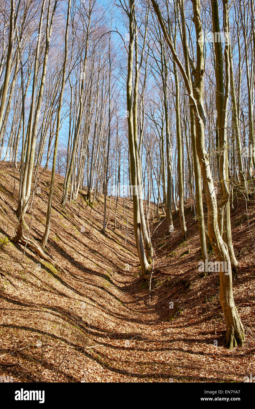 Spring landscape with deciduous forest and fallen leaves in a sunny day ...