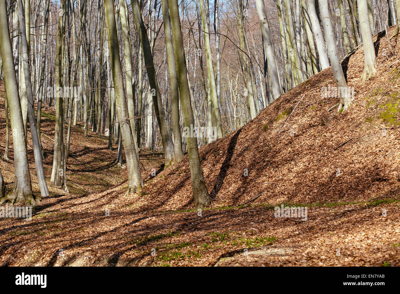 Spring landscape with deciduous forest and fallen leaves in a sunny day ...