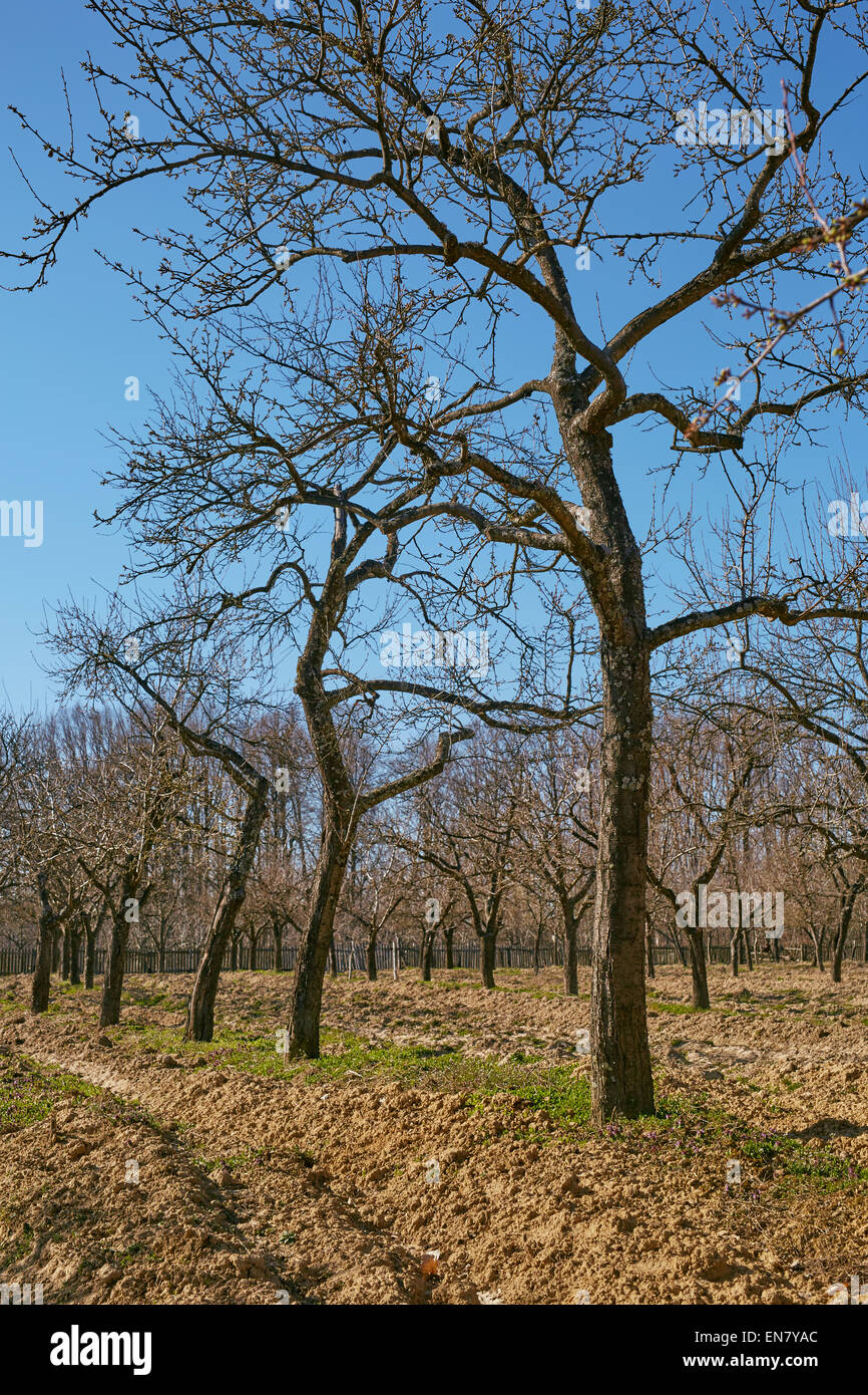 Landscape with giant plum trees in an orchard on springtime Stock Photo ...