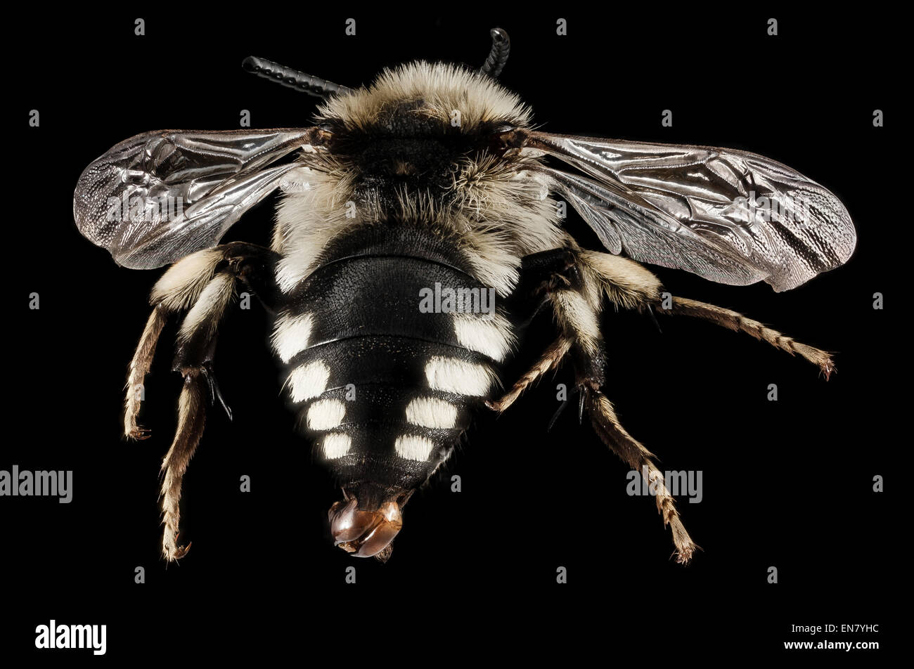 This image features a male Melecta albifrons albovaria, a cuckoo bee, from the Aegean Islands of ...