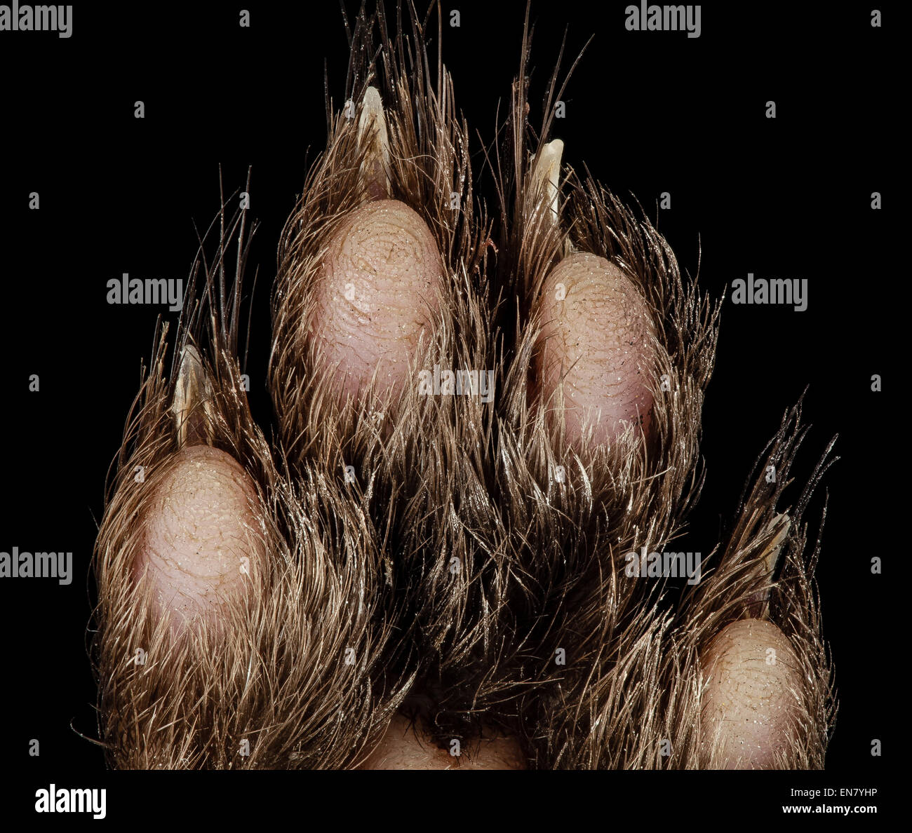 Foot pads hi-res stock photography and images - Alamy