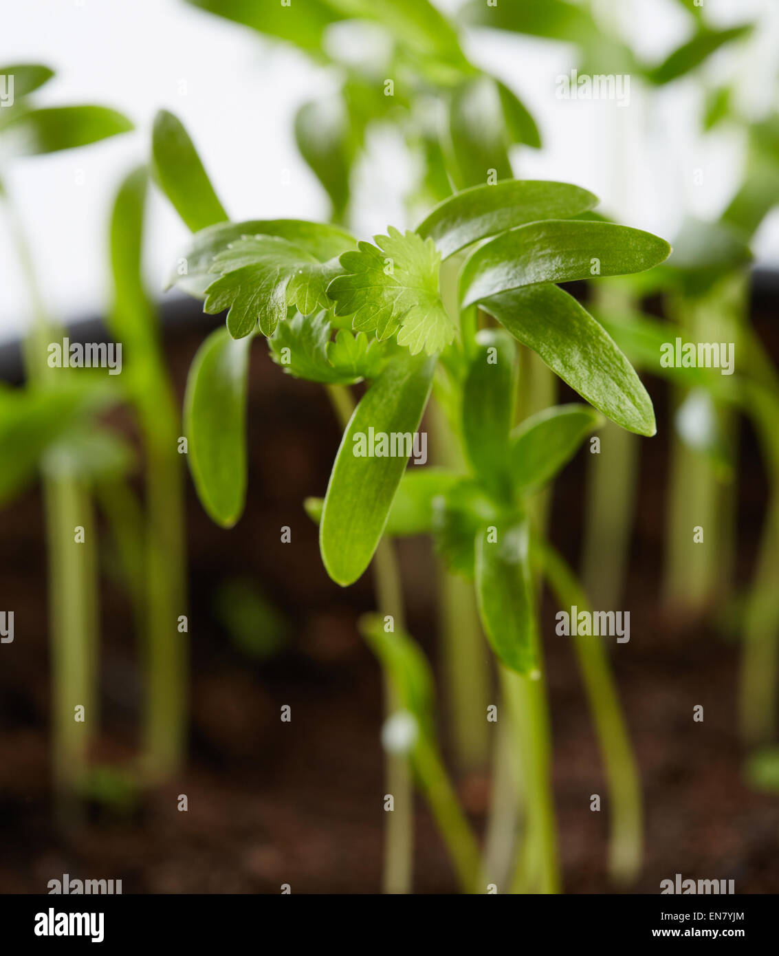 Closeup of a small coriander plant in a nursery, selective focus Stock ...