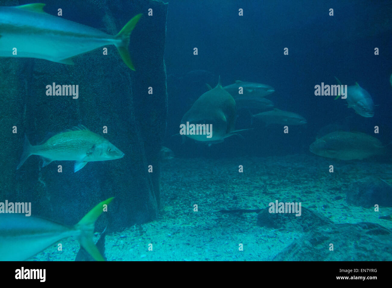 Shark swimming with fish Stock Photo - Alamy