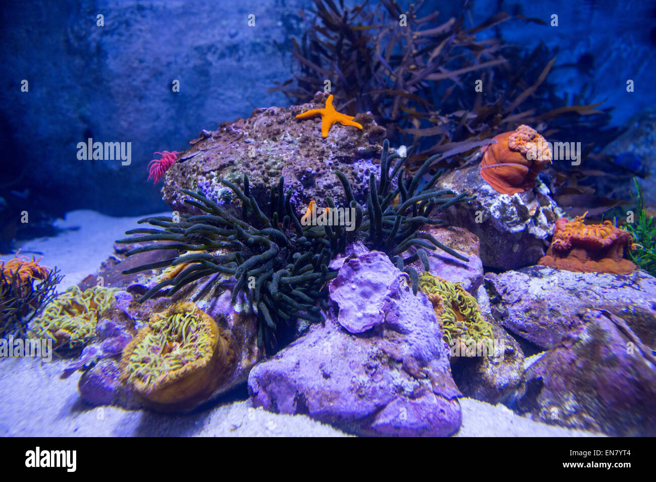 A starfish in a tank with stones Stock Photo - Alamy
