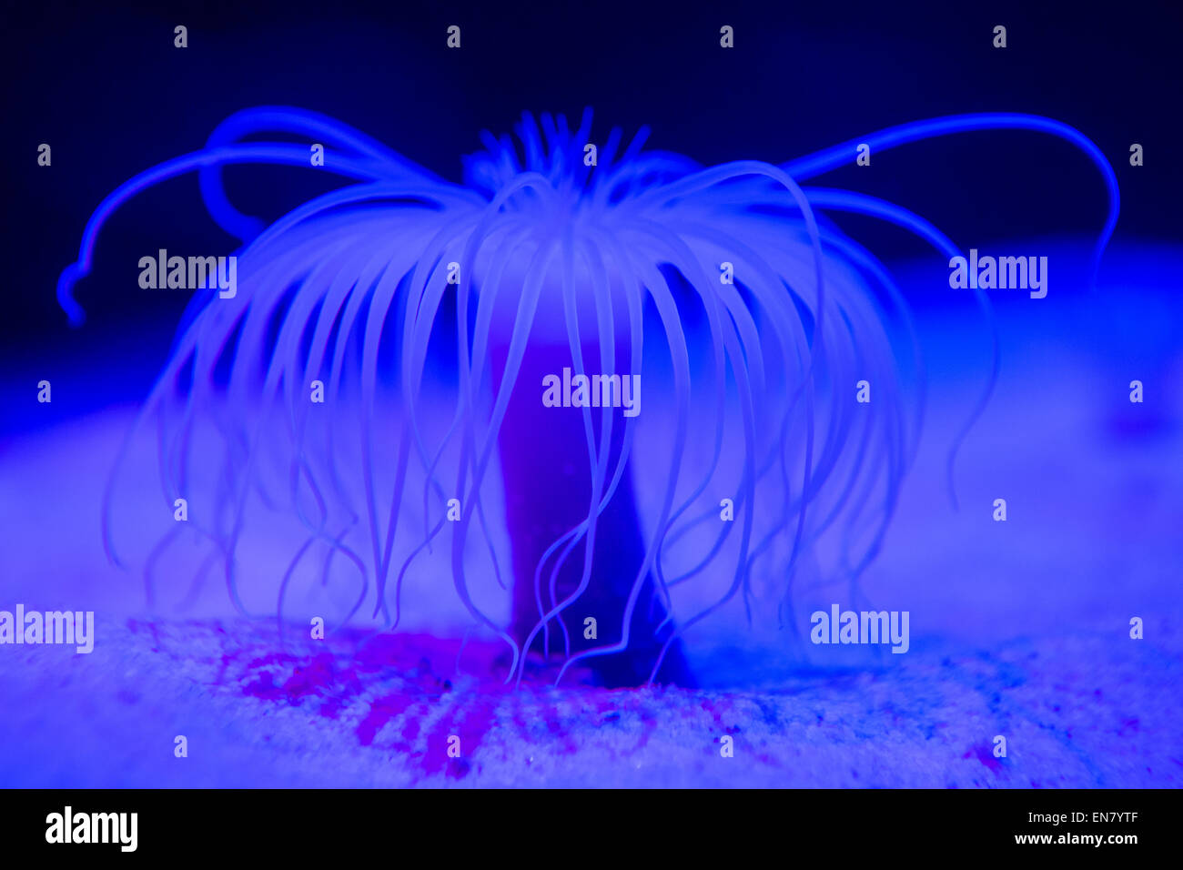 Light blue sea anemone hi-res stock photography and images - Alamy