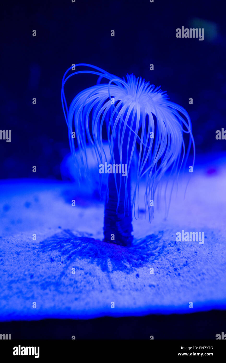 Blue sea anemone hi-res stock photography and images - Alamy