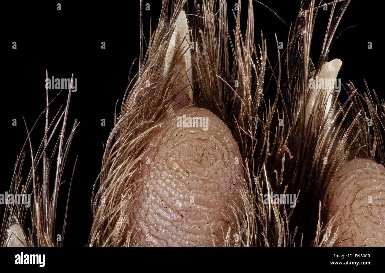 Mamal survey hi-res stock photography and images - Alamy