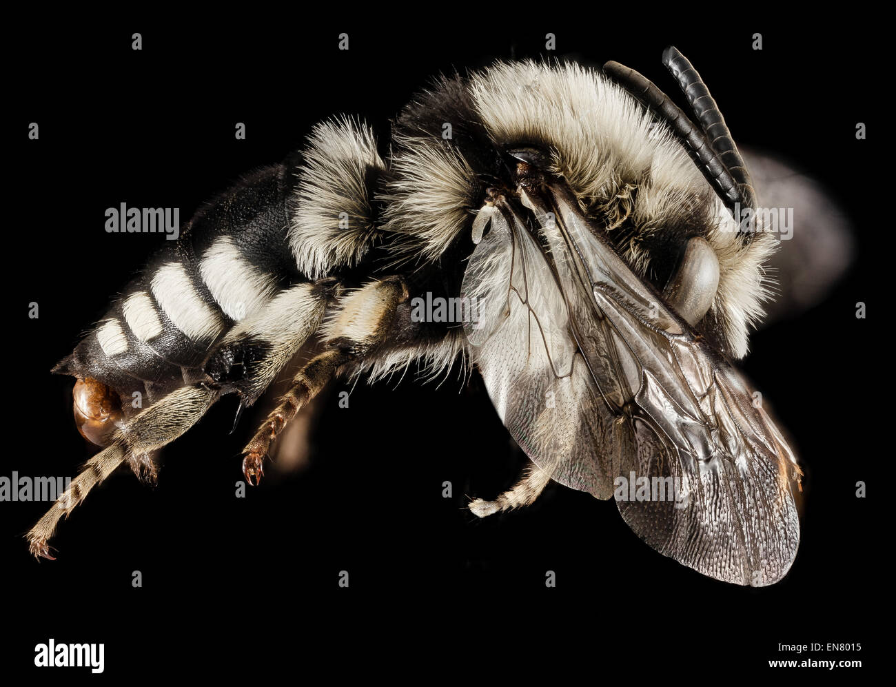 This image features a male Melecta albifrons albovaria, a cuckoo bee ...