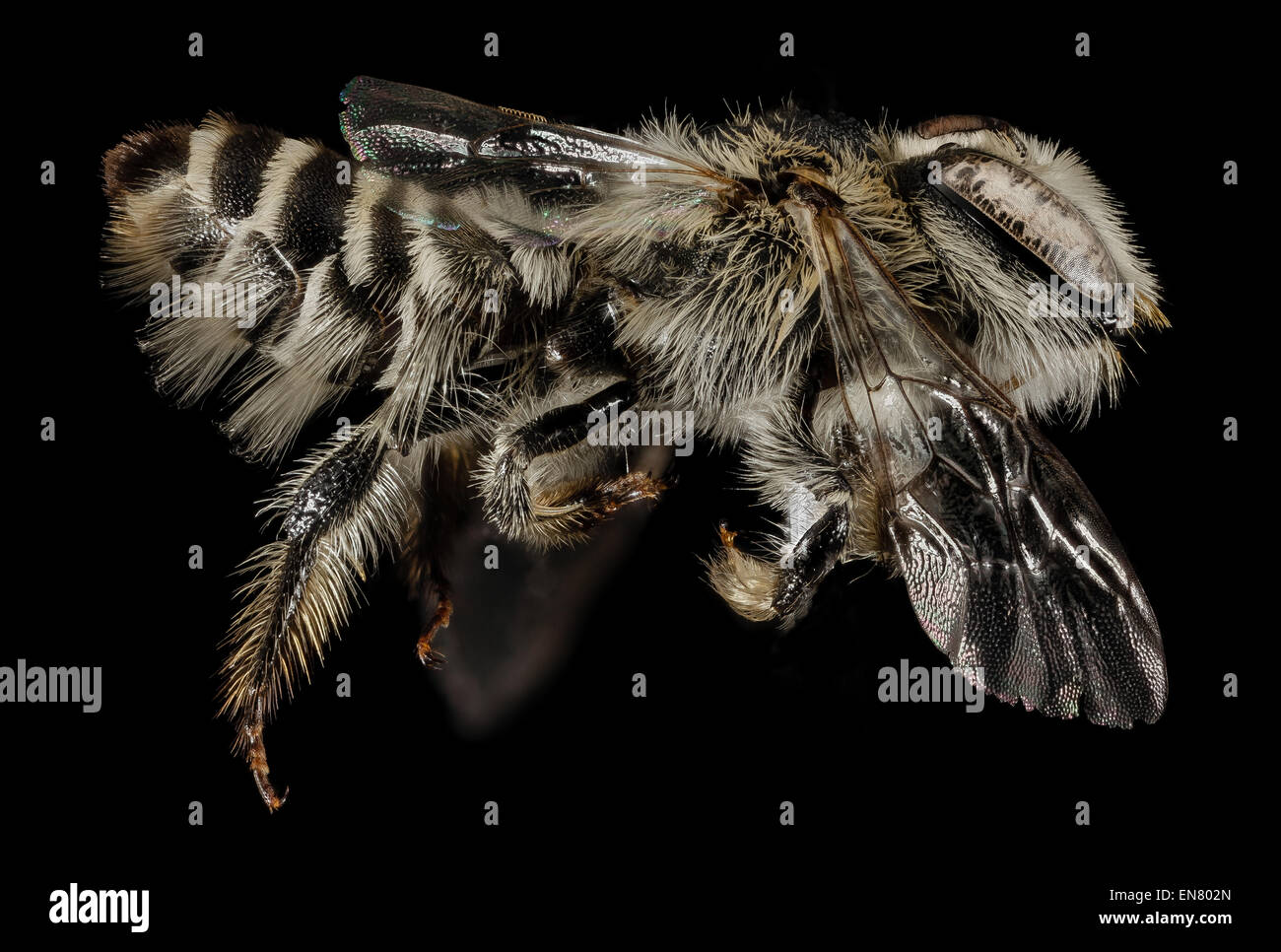 Lithurgus tibialis, a female bee species, is photographed in the Aegean ...