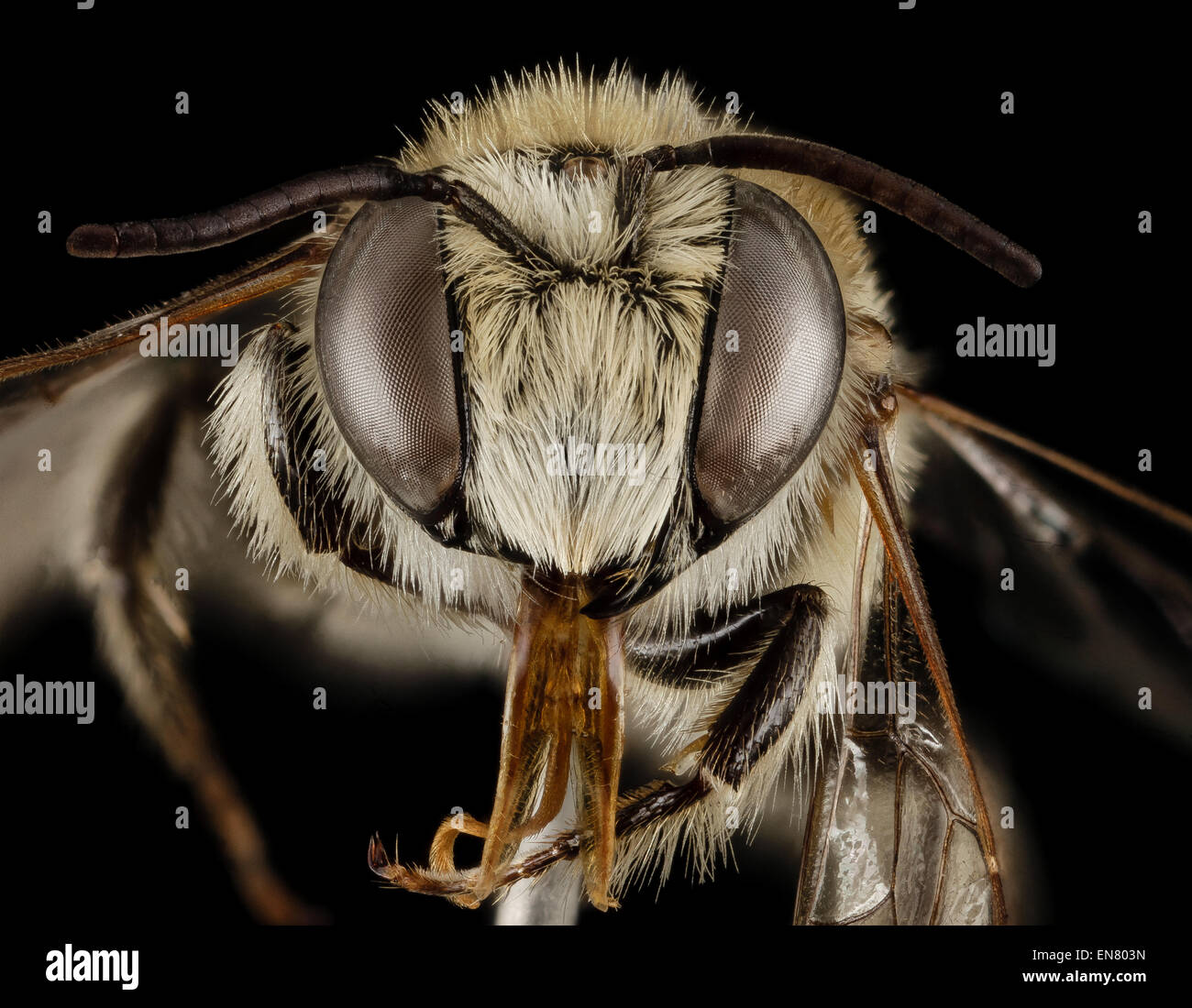 The photograph captures a male Lithurgus tibialis, a species of ...